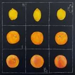 Story Of the Artist: Reem R And Her Love Of Oranges - The Sandy Times