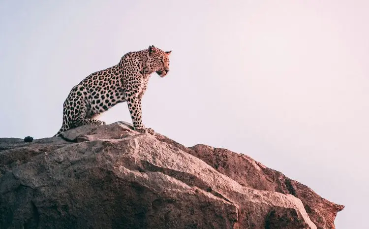 The Roaring Trend: The Rise And Fall Of Leopard Print - The Sandy Times